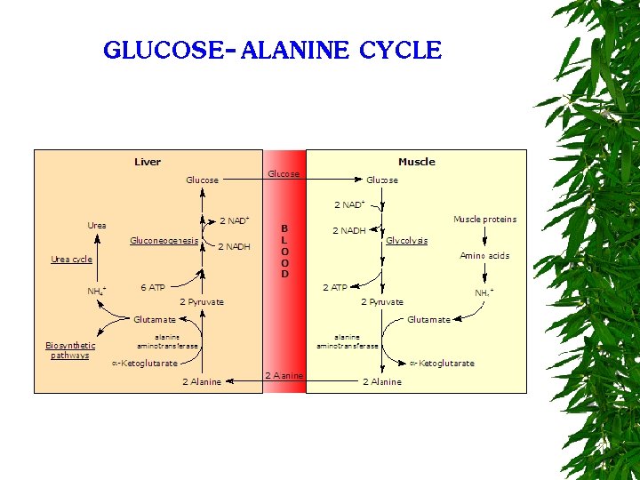 CARBOHYDRATE METABOLISM GLUCONEOGENESIS GLYCOGEN METABOLISM REGULATION ...