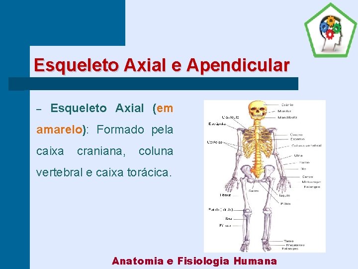 ANATOMIA E FISIOLOGIA HUMANA Professor Hugo Pascoal Sistema