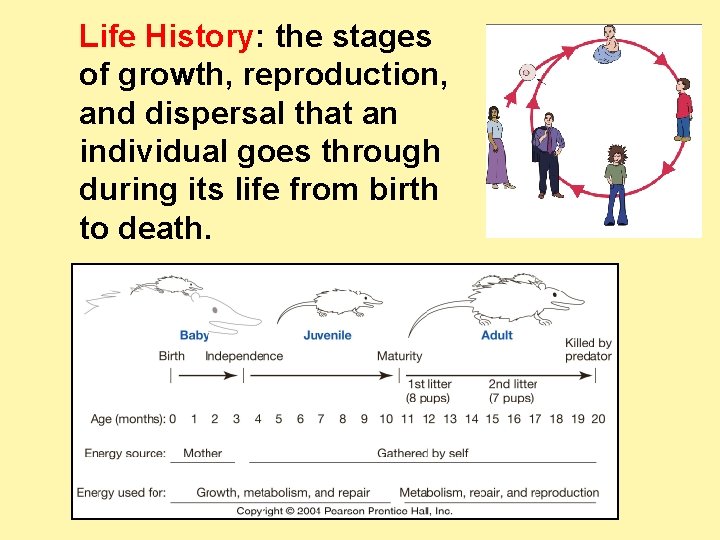 Life History the stages of growth reproduction and
