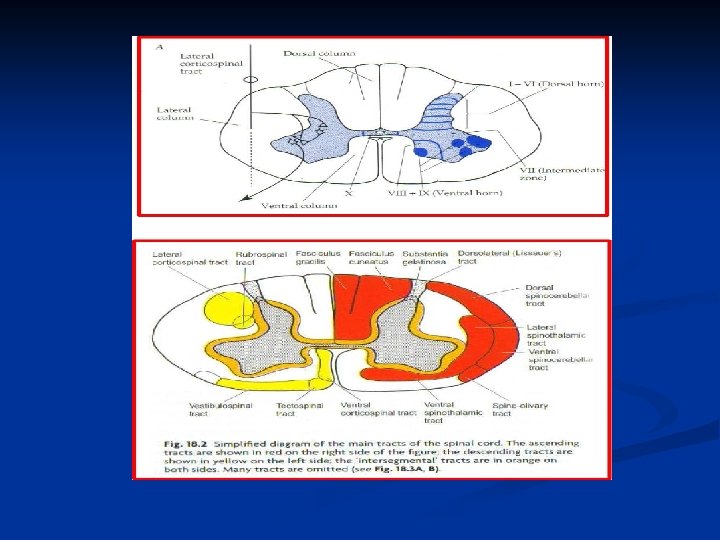 Neurologic Monitoring Mani K C Vindhya M D