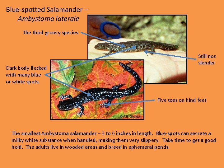 Salamander Identification Guide Citizen Monitoring of Wisconsins ...