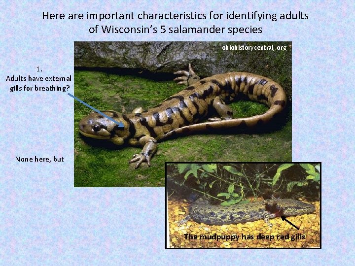 Salamander Identification Guide Citizen Monitoring of Wisconsins ...