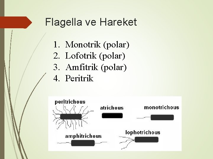 Flagella ve Hareket Prokaryotlarn ou flagellum oulu flagella