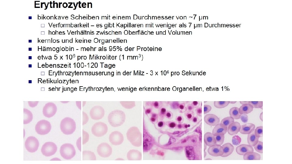 Blut Blutzellen Blutbildung Dr Ildik Bdi Anatomisches Histologisches