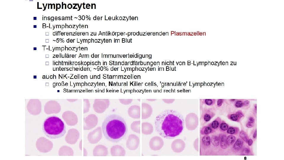 Blut Blutzellen Blutbildung Dr Ildik Bdi Anatomisches Histologisches