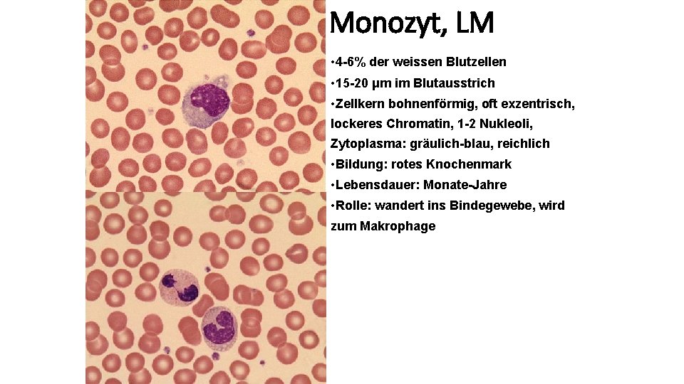 Blut Blutzellen Blutbildung Dr Ildik Bdi Anatomisches Histologisches