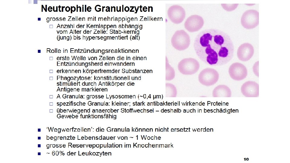 Blut Blutzellen Blutbildung Dr Ildik Bdi Anatomisches Histologisches