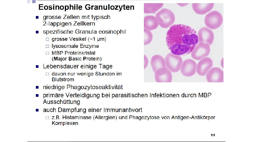 Blut Blutzellen Blutbildung Dr Ildik Bdi Anatomisches Histologisches