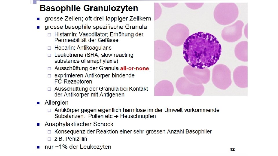Blut Blutzellen Blutbildung Dr Ildik Bdi Anatomisches Histologisches