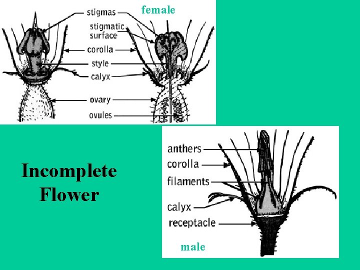Plant Reproduction Mostly About Reproductive Organs in Plants