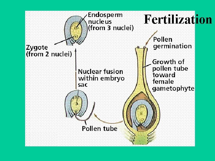 Plant Reproduction Mostly About Reproductive Organs in Plants