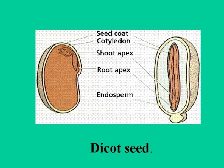 Plant Reproduction Mostly About Reproductive Organs in Plants