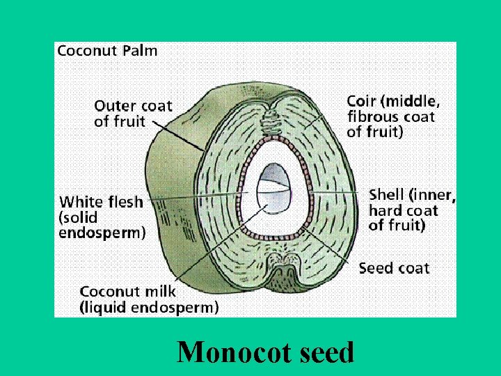 Plant Reproduction Mostly About Reproductive Organs in Plants