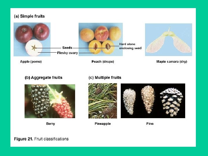 Plant Reproduction Mostly About Reproductive Organs in Plants