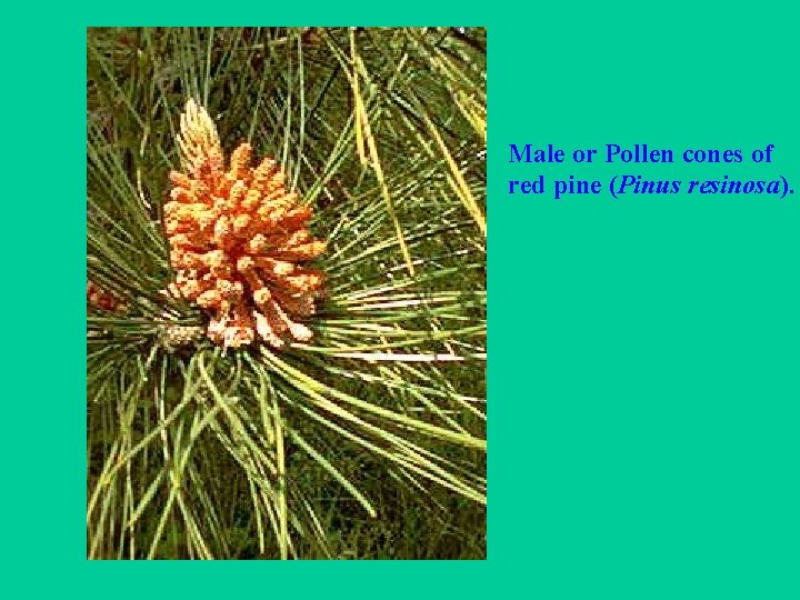 Plant Reproduction Mostly About Reproductive Organs in Plants