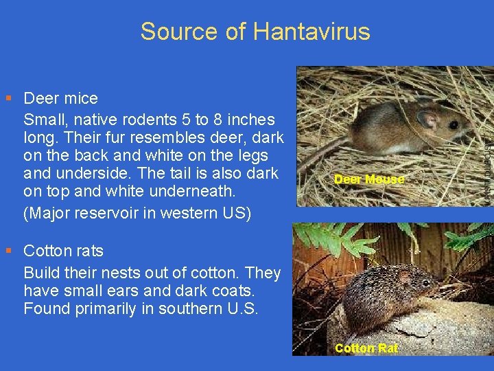 Hantavirus Pulmonary Syndrome HPS and the workplace April