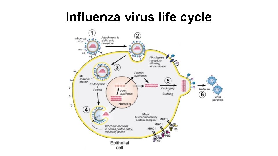 Catching a moving target Developing a universal vaccine