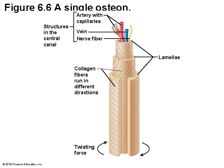 Chapter 6 Part B Bones and Skeletal Tissue