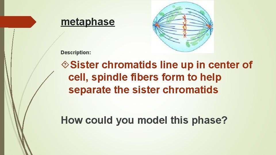 Modeling Mitosis How living things create new cells