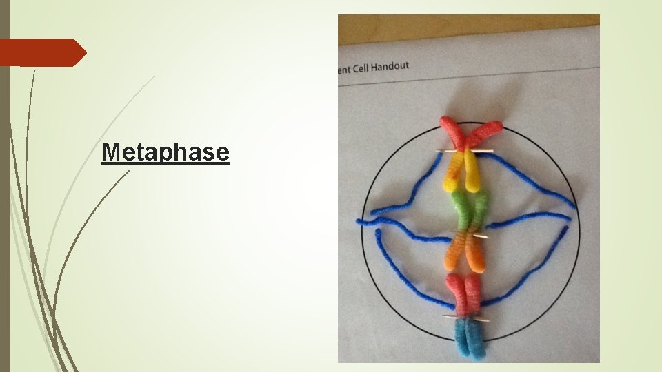 Modeling Mitosis How living things create new cells