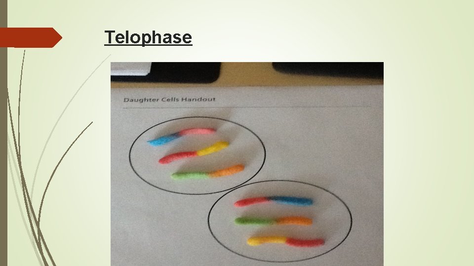Modeling Mitosis How living things create new cells