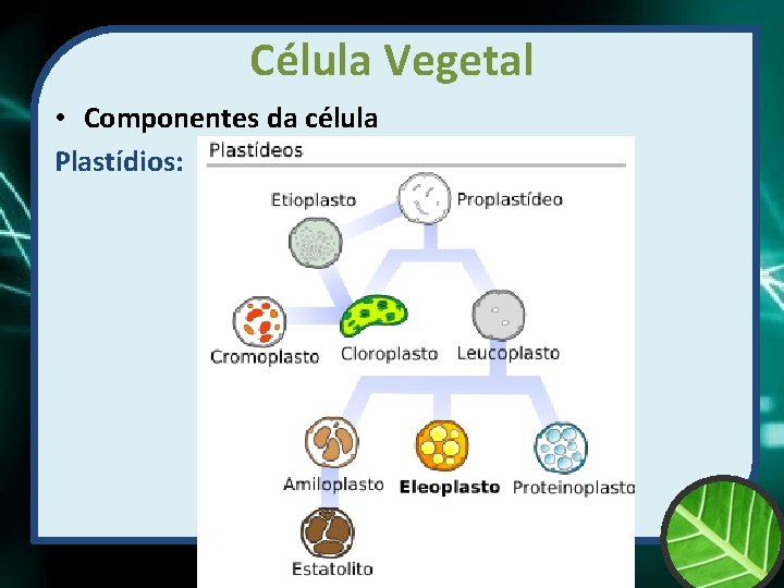 MORFOLOGIA E FISIOLOGIA VEGETAL Clula vegetal Prof Rosa