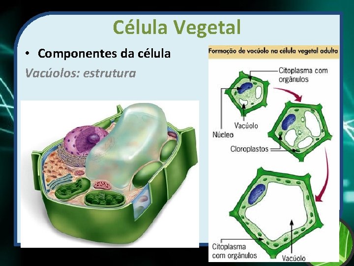 MORFOLOGIA E FISIOLOGIA VEGETAL Clula vegetal Prof Rosa