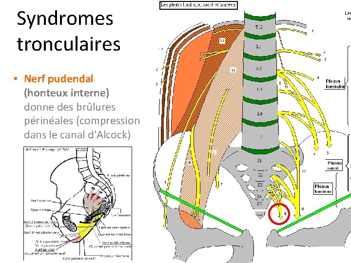 Neuropathies priphriques pathologie F Wang Module neurologique bac