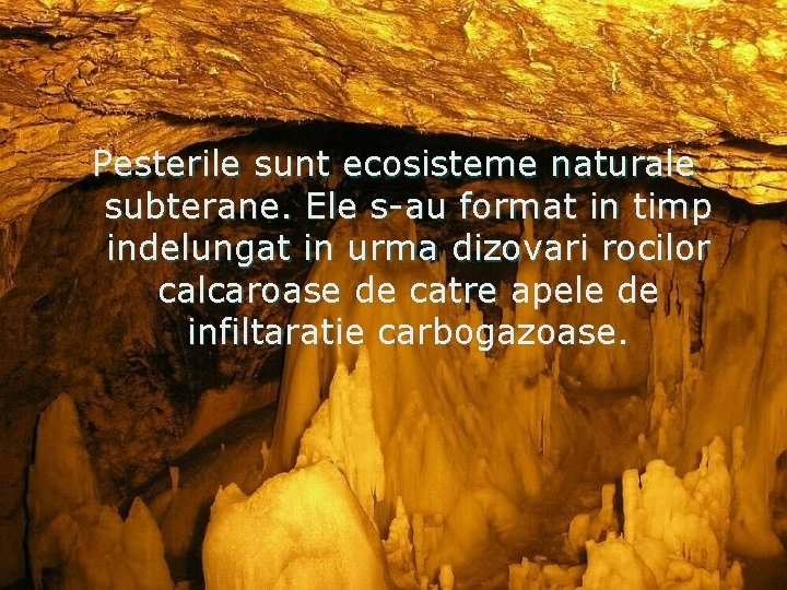 Ecosistemul unei pesteri Elev Folescu Mircea Prof Ciutu