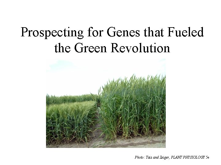 Prospecting for Genes that Fueled the Green Revolution
