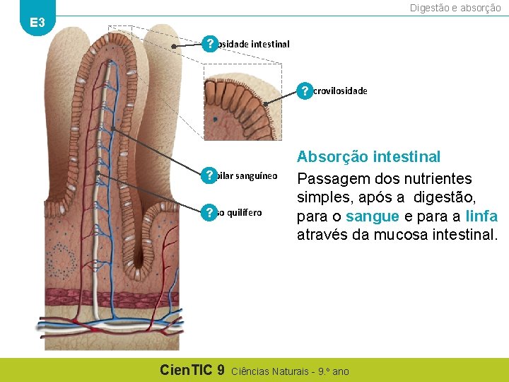 E 3 Digesto e absoro Cien TIC 9