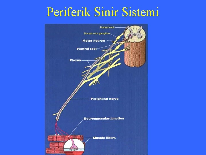 PERFERK SNR SSTEM Prof Dr Feray KaraaliSavrun Periferik