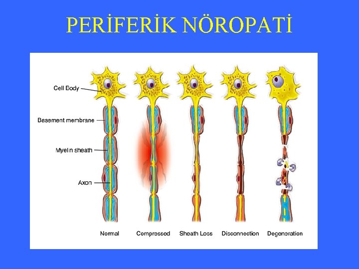 PERFERK SNR SSTEM Prof Dr Feray KaraaliSavrun Periferik