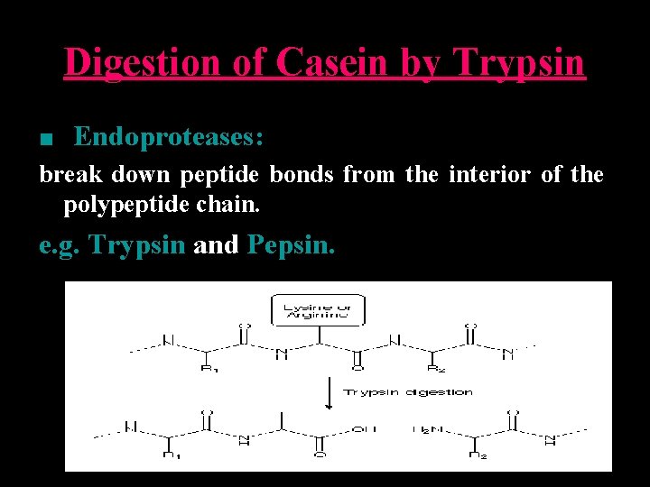 Digestion of Casein by Trypsin Proteases Enzymes Enzymes