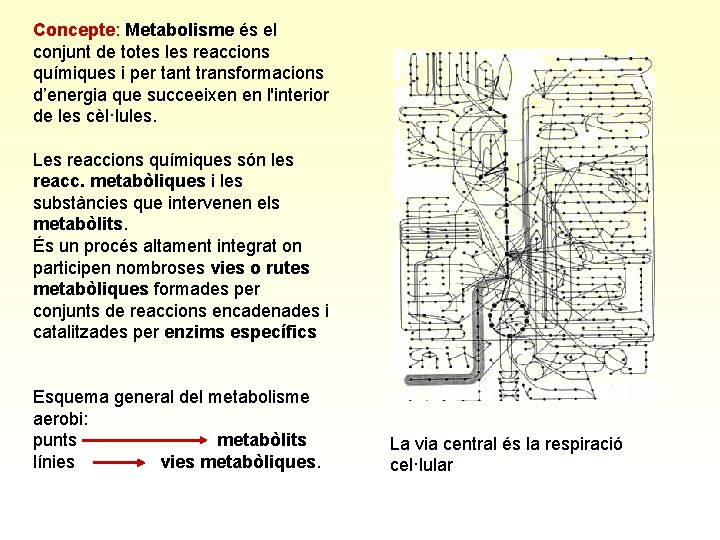 Metabolisme 1 Introducci al metabolisme Catabolisme Energia i