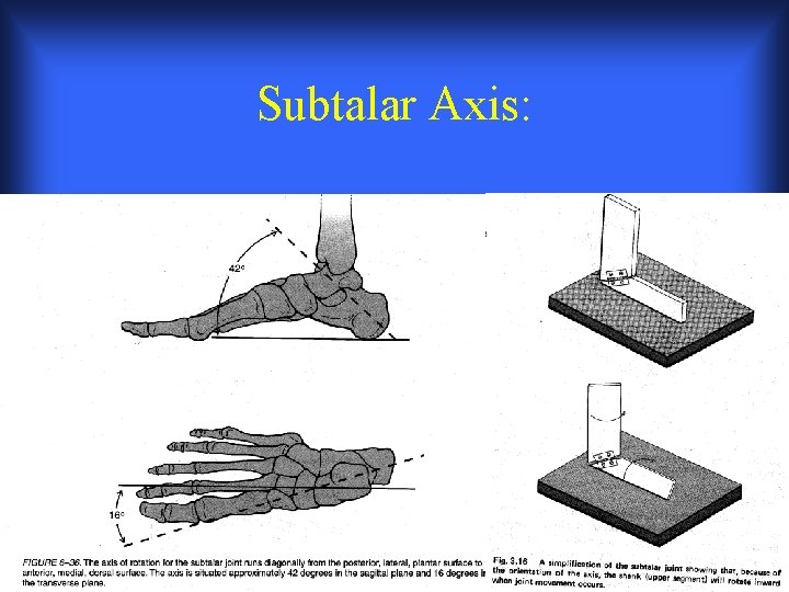 Week 8 Muscles and Movements of Lower Extremity