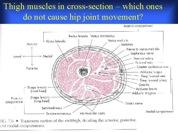 Week 8 Muscles and Movements of Lower Extremity