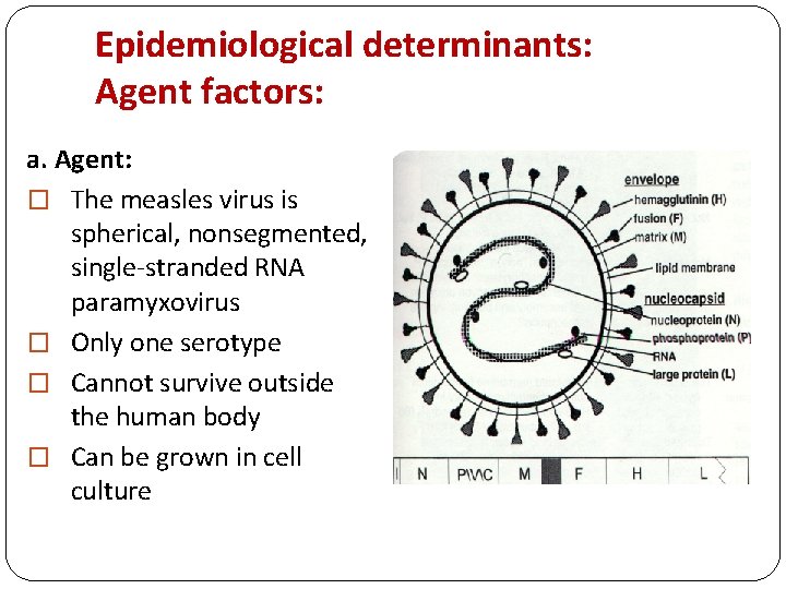 Measles Dr Urfi Measles also known as Rubeola