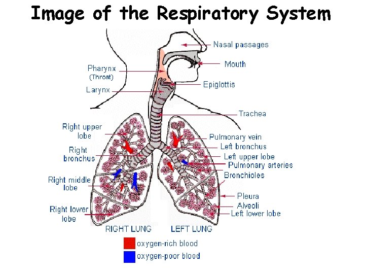 Human Anatomy and Body Systems Levels of Organization