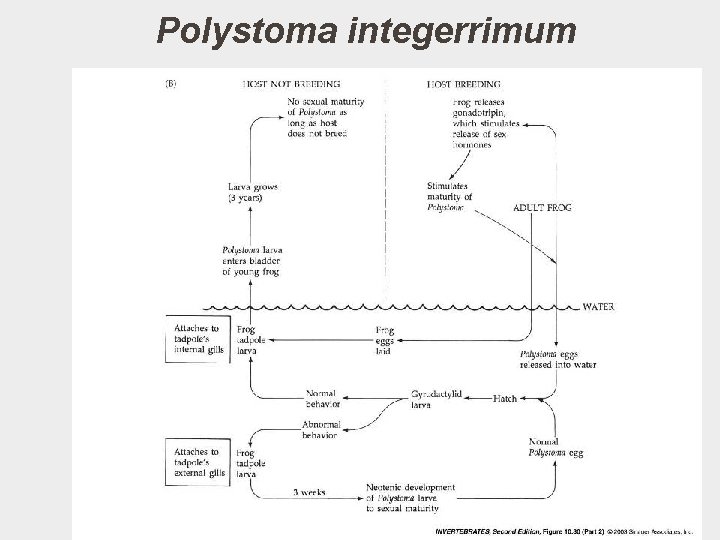 Invertebrate Zoology Lecture 10 Phylum Platyhelminthes Part 2