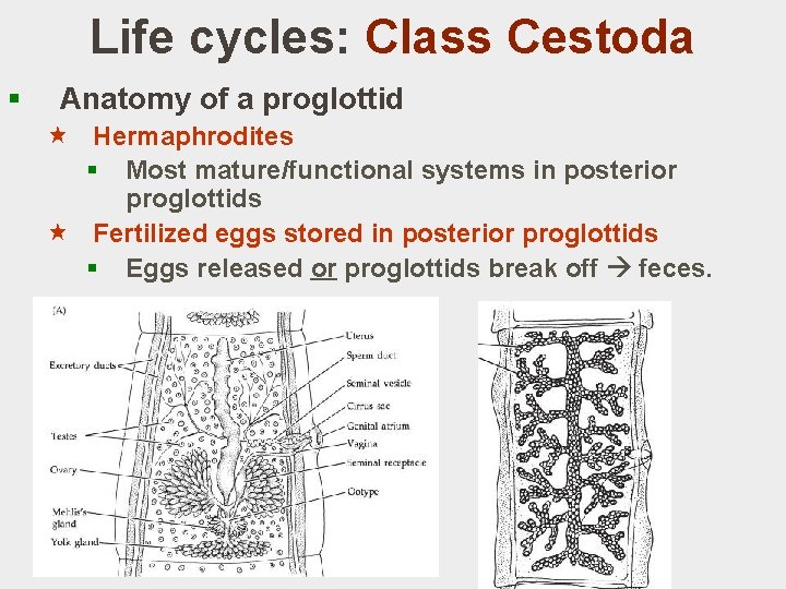 Invertebrate Zoology Lecture 10 Phylum Platyhelminthes Part 2