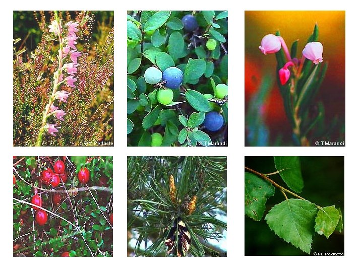 Raba kossteem Merli Jgi Egle Veske Kristina Kurrusk