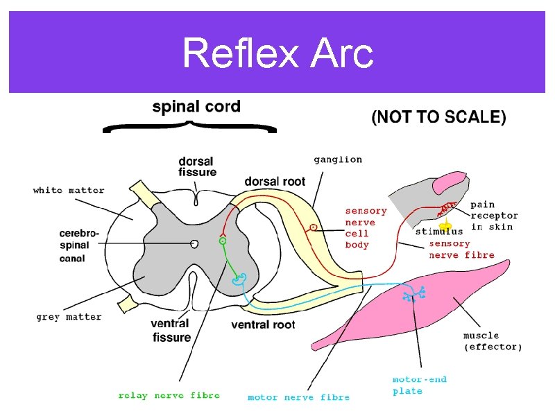 Nervous System and Senses Neural Activity The Neuron