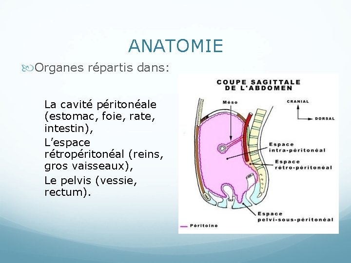 TRAUMATISMES ABDOMINOPELVIENS TRAUMATISMES ABDOMINOPELVIENS Dfinition ...