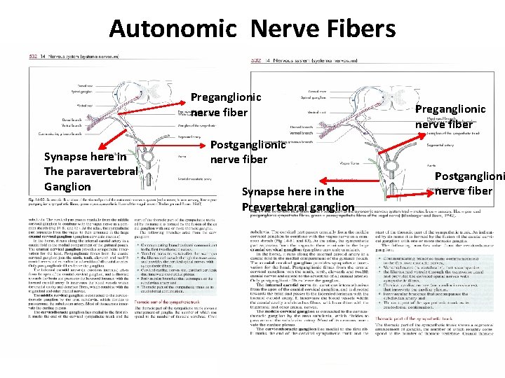 Autonomic Nervous System ANS Introduction to ANS It