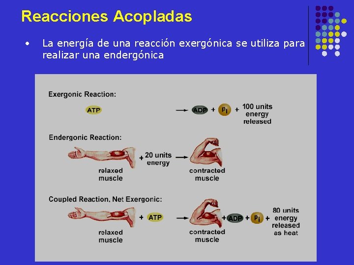 BIOENERGTICA Para sobrevivir los humanos tenemos que consumir
