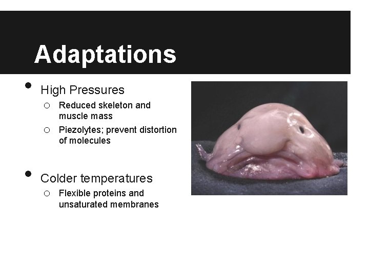 Biological adaptations of deep sea fishes Ashley Fooy
