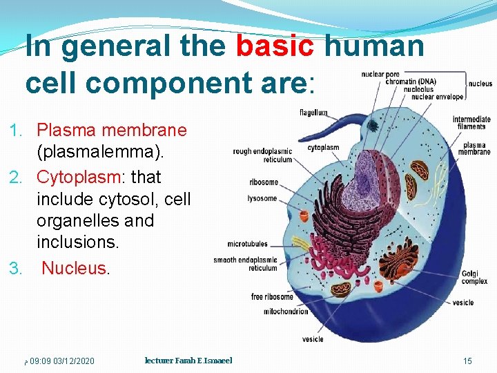 Medical biology cytology LEC 1 INTRODUCTION AND CELL