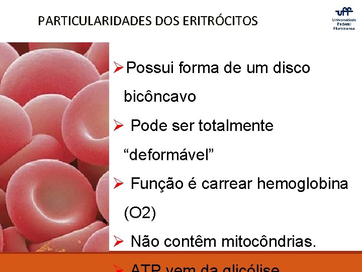 FISIOLOGIA DO SANGUE HEMACIAS E LEUCCITOS ELYZABETH DA