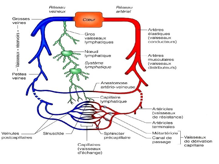 PHYSIOLOGIE DE LA CIRCULATION VEINEUSE LES VEINES SYSTMIQUES